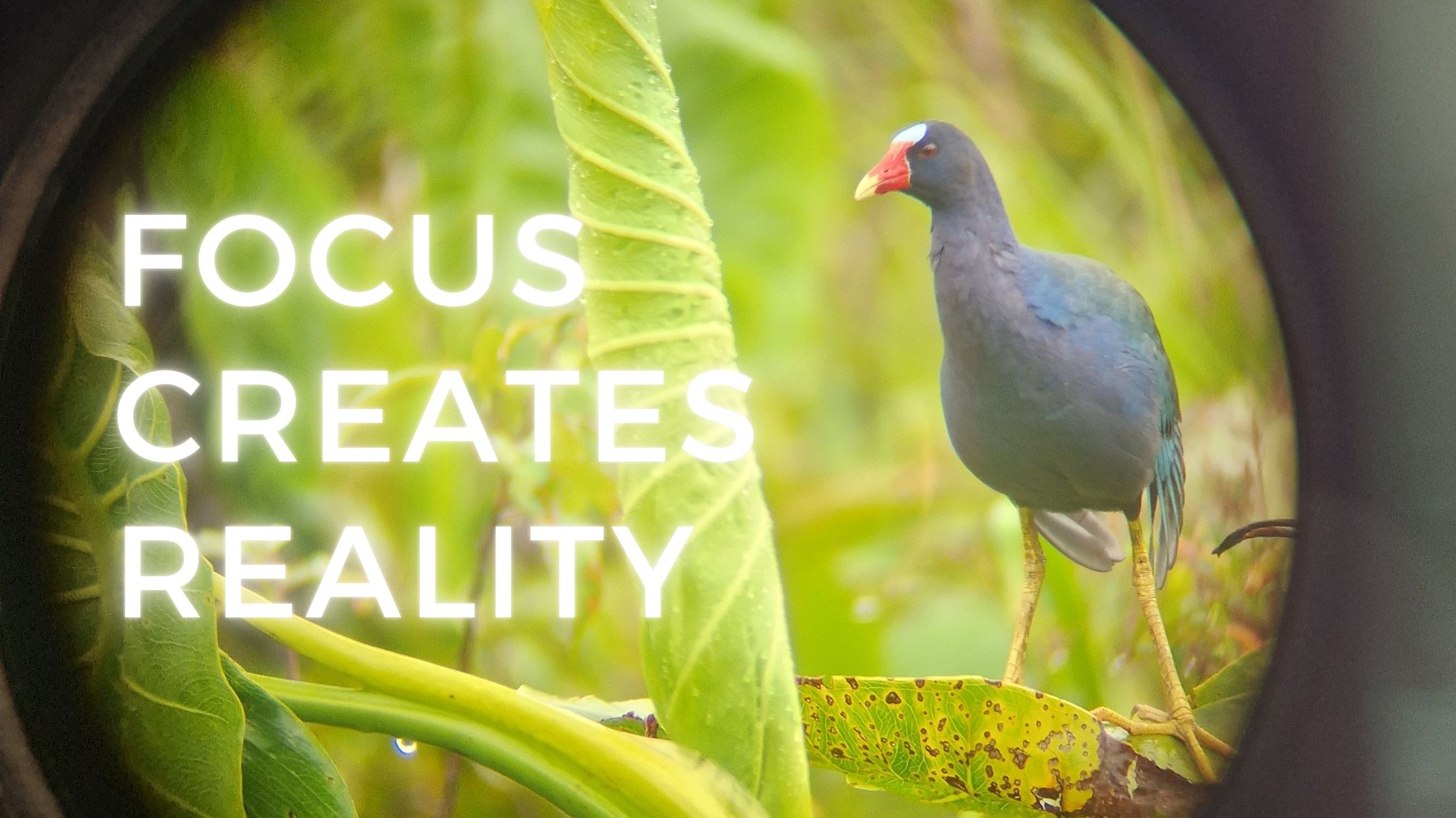 Focus Creates Reality - Powerful Questions - Simon Rilling